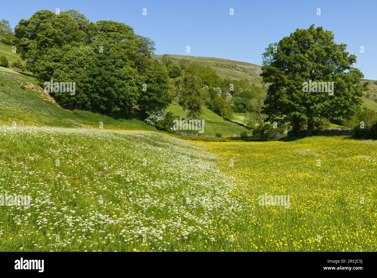 Pignut hi-res stock photography and images - Alamy