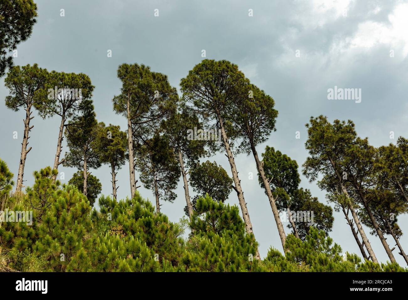 Tall pine trees on the mountain upside view from below Stock Photo - Alamy
