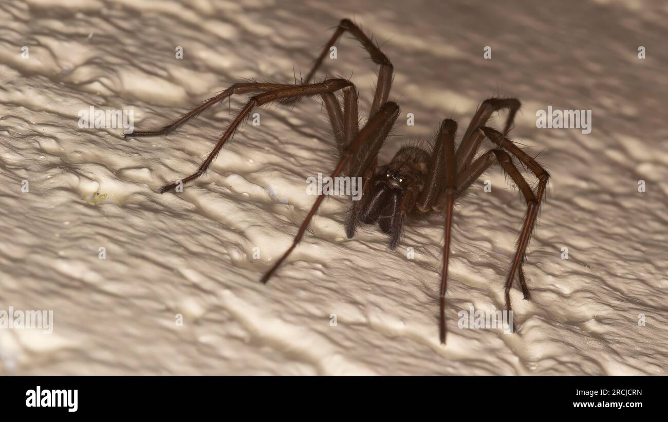Macro image of an cobweb spider photographed with flash from the front ...