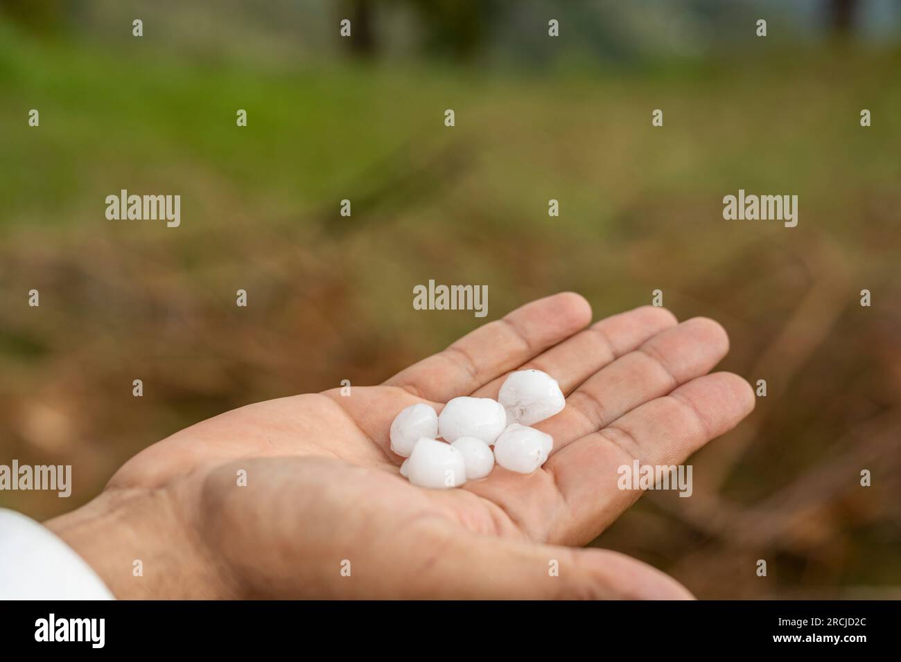 Holding hail balls in hand after a heavy hailstorm Stock Photo - Alamy