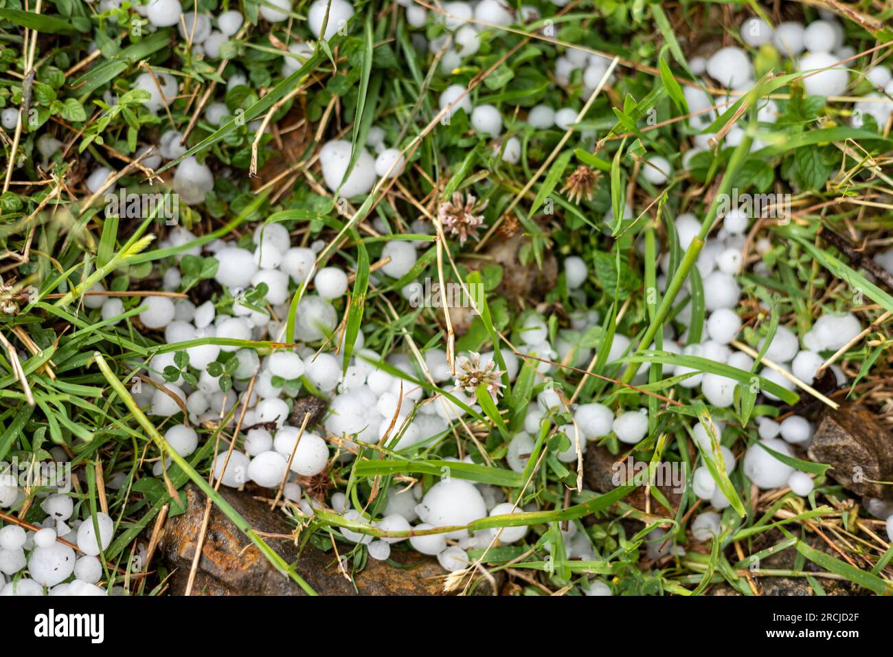 Hail crystal white balls laying in the grass after a hailstorm Stock ...