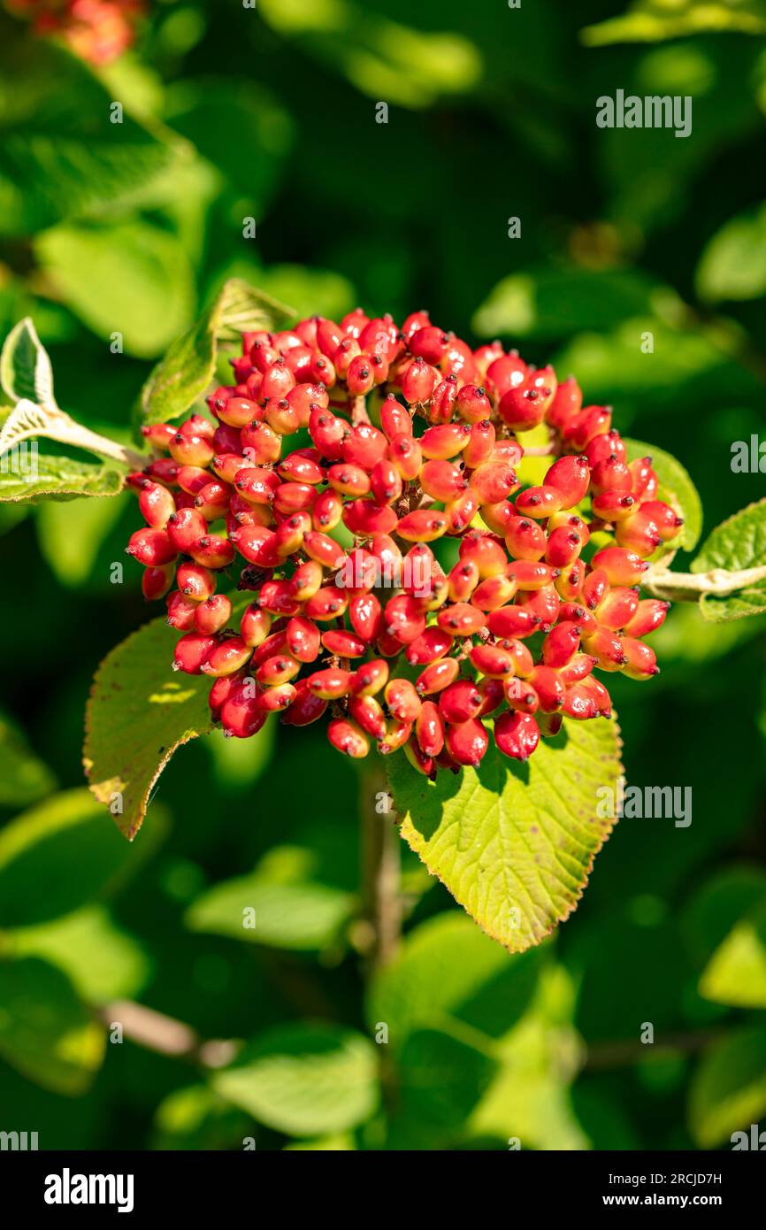 Good for bees and pollinating insects hi-res stock photography and ...