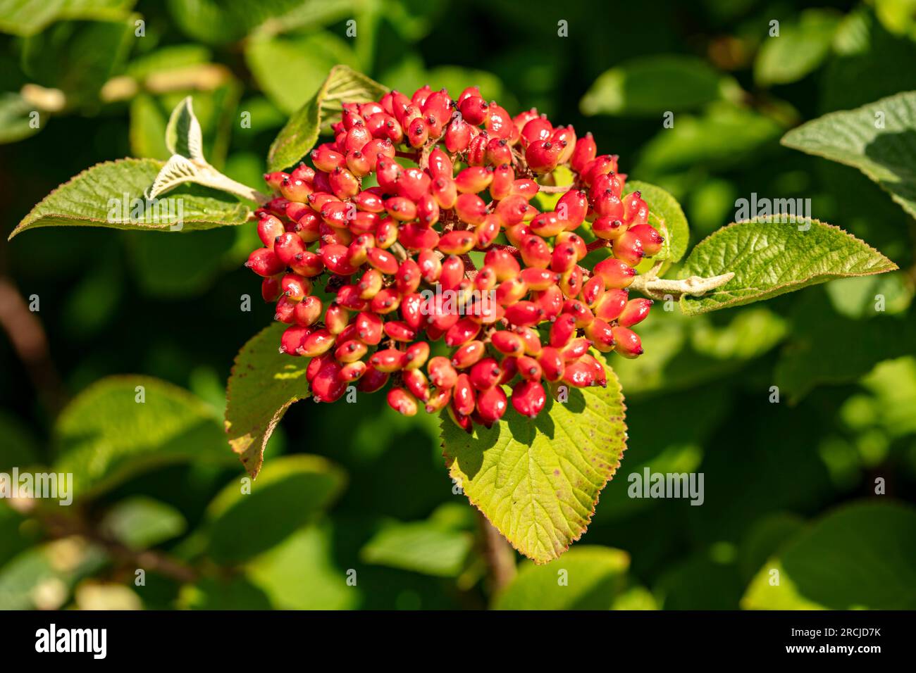 Good for bees and pollinating insects hi-res stock photography and ...