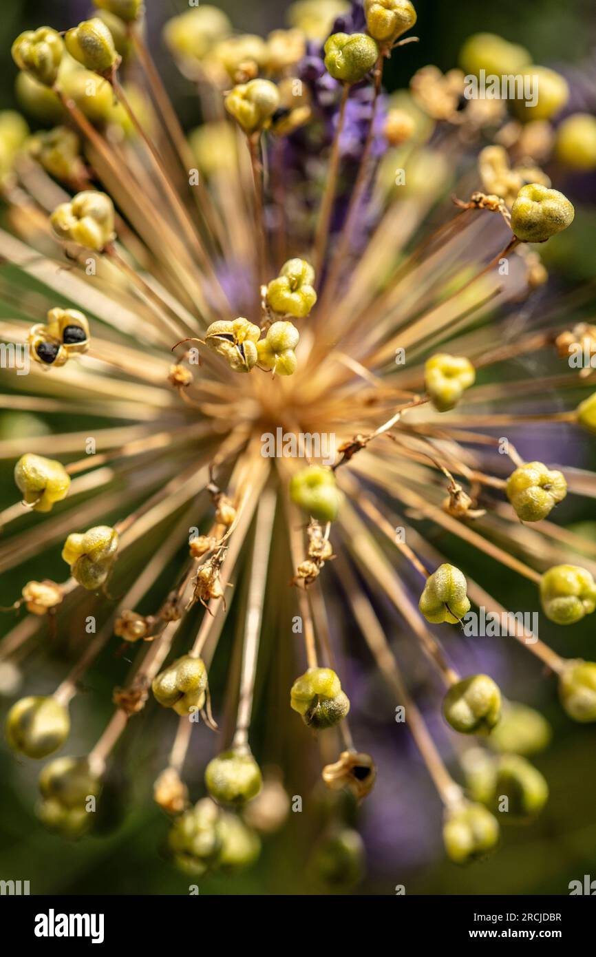 Poster ready macro semi abstract flowering plant portrait of Allium ...