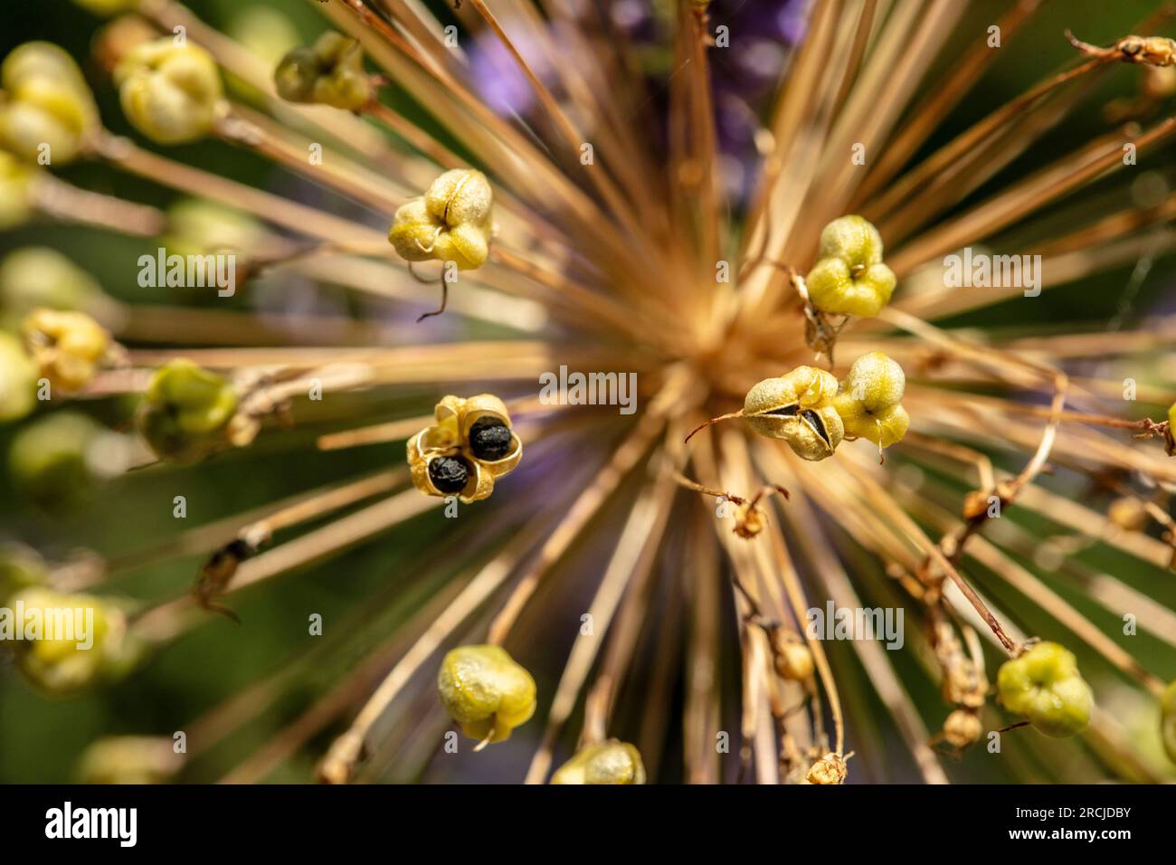 Poster ready macro semi abstract flowering plant portrait of Allium ...