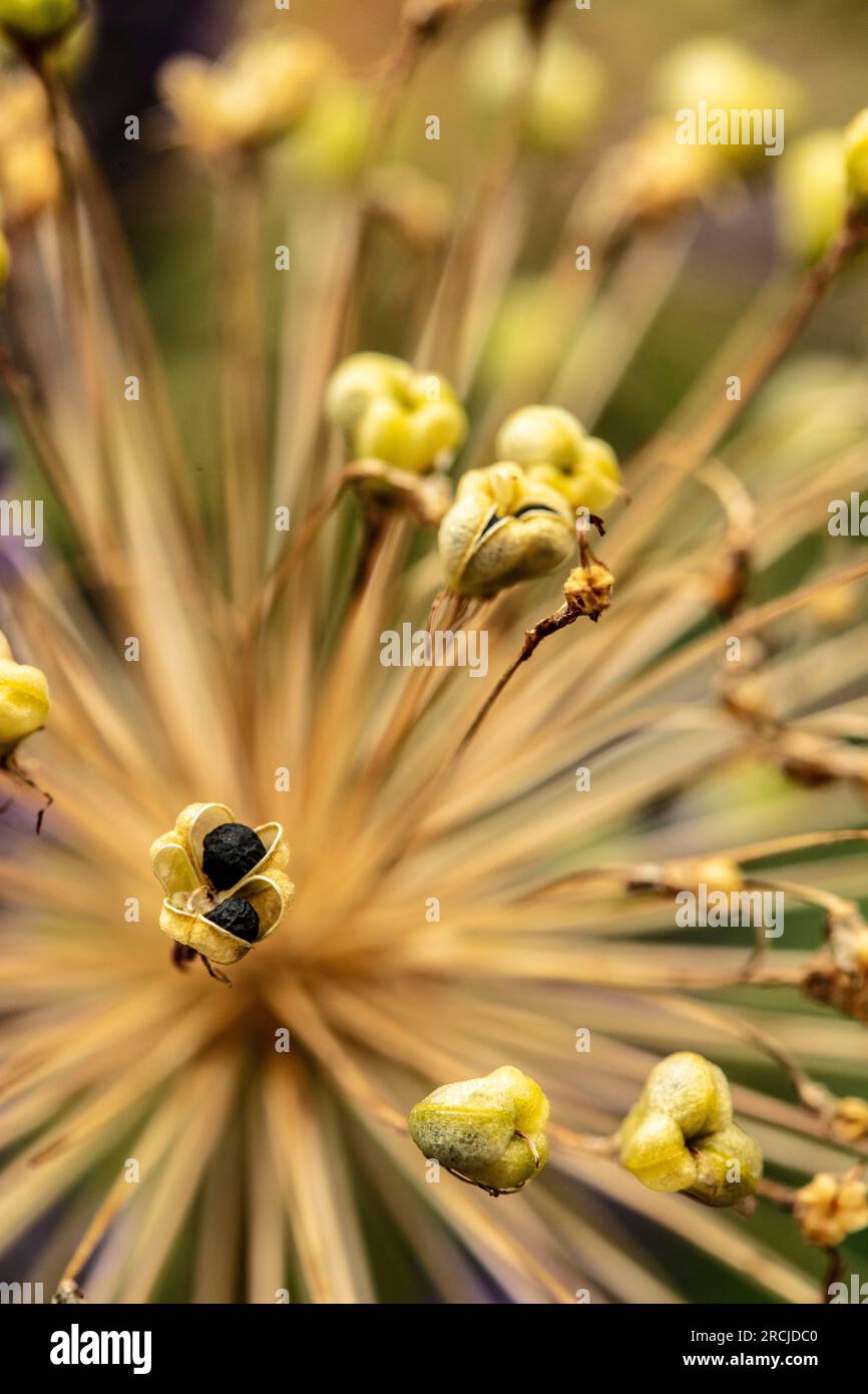Poster ready macro semi abstract flowering plant portrait of Allium ...