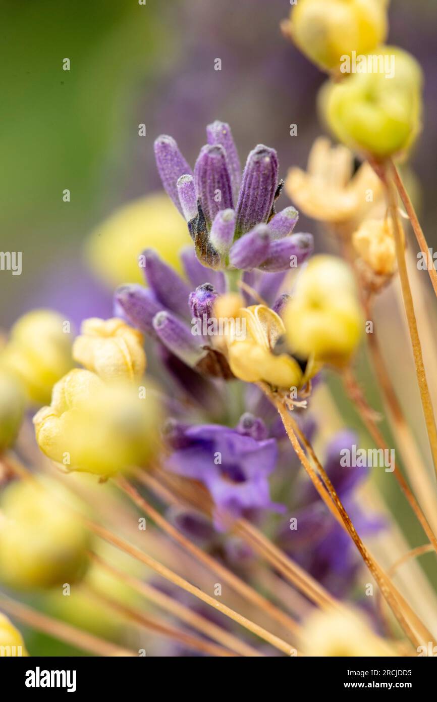Natural very close up flowering plant portrait of aromatic Lavender ...