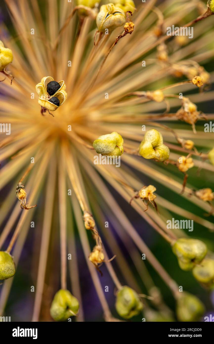 Poster ready macro semi abstract flowering plant portrait of Allium ...