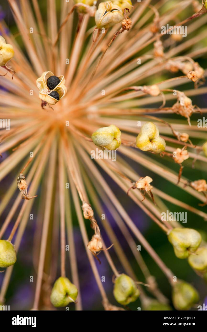 Poster ready macro semi abstract flowering plant portrait of Allium ...