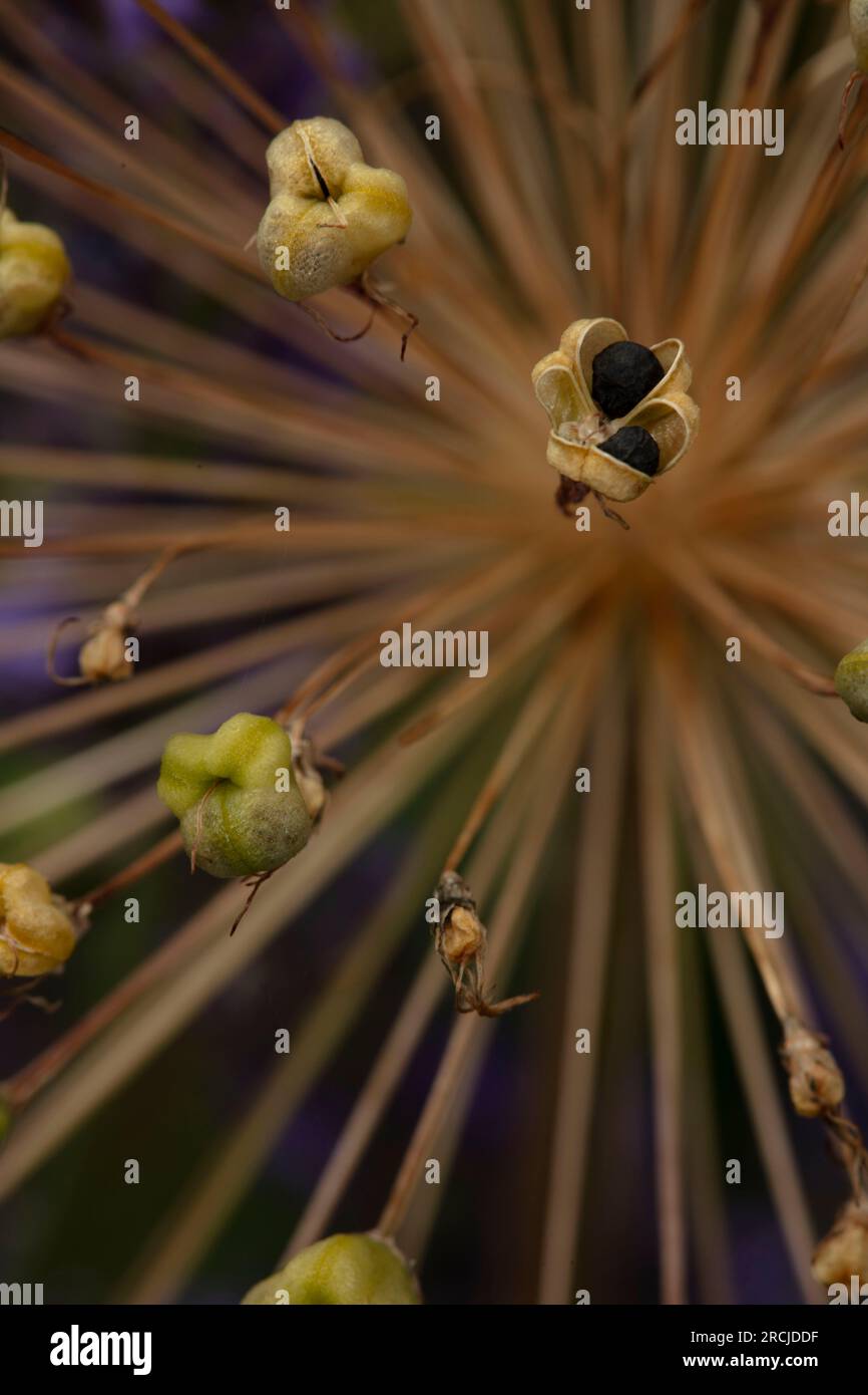 Poster ready macro semi abstract flowering plant portrait of Allium ...