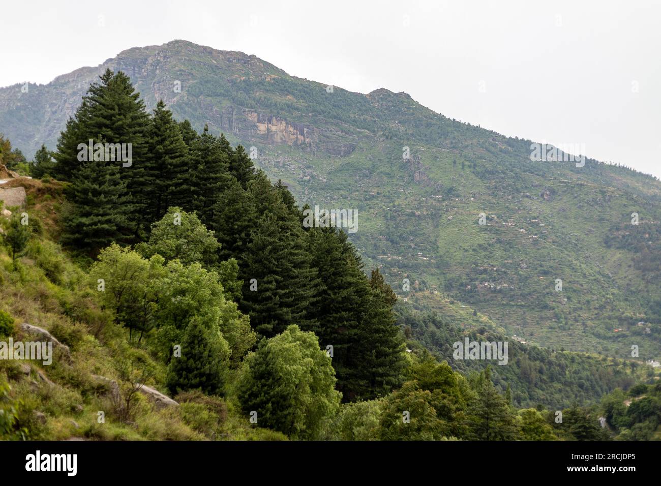 Himalayan cedar tree forest in Pakistan Stock Photo - Alamy
