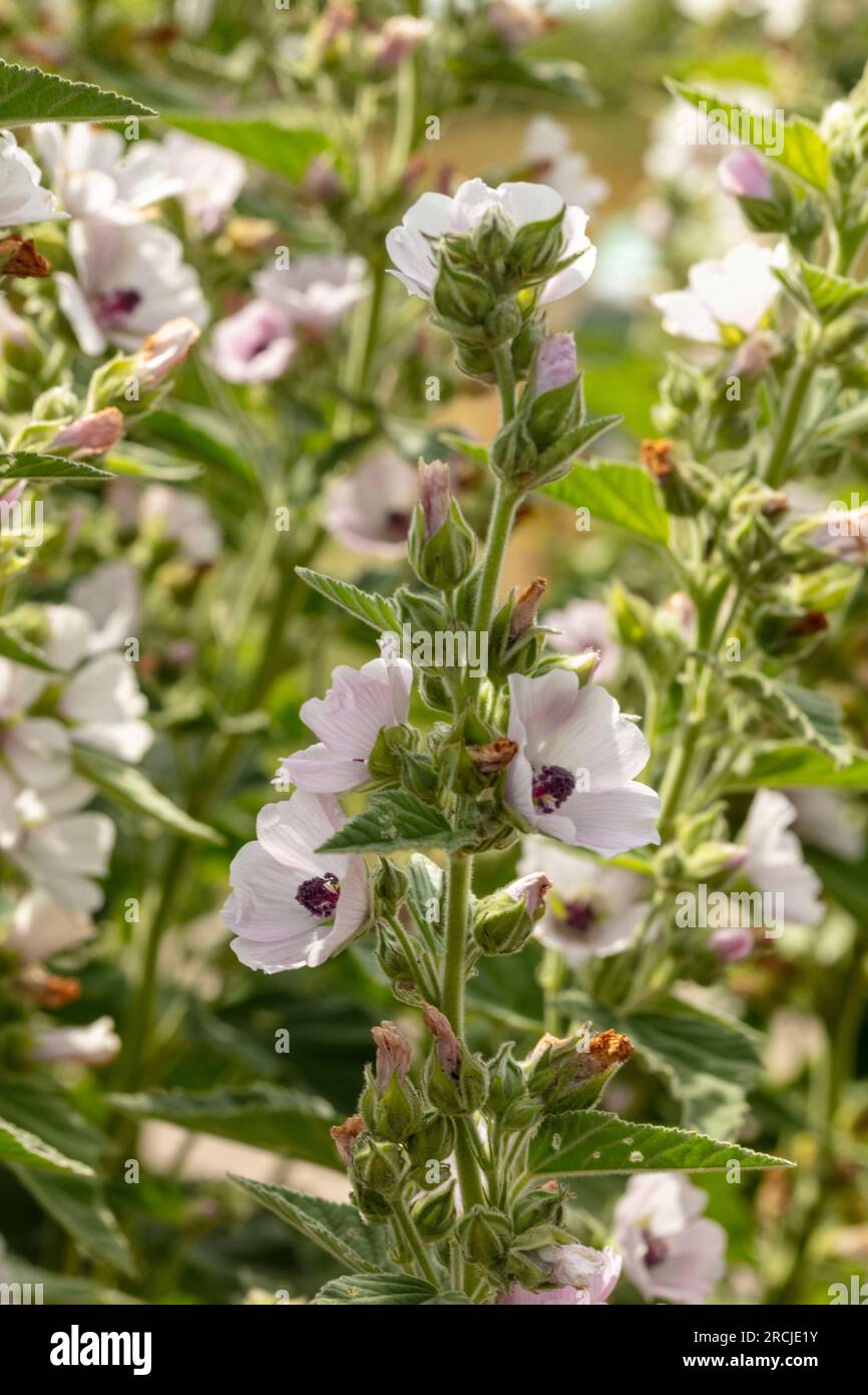 Marsh mallow root hi-res stock photography and images - Alamy