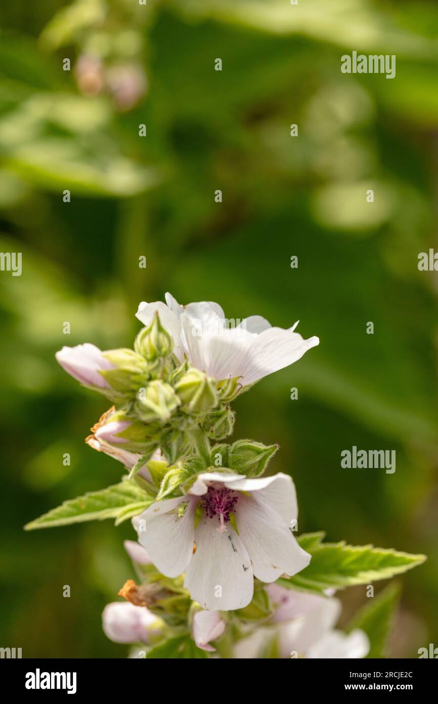 Athea officinalis hi-res stock photography and images - Alamy