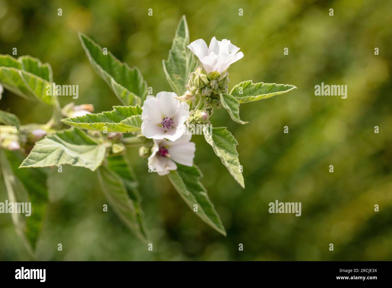 Athea officinalis hi-res stock photography and images - Alamy