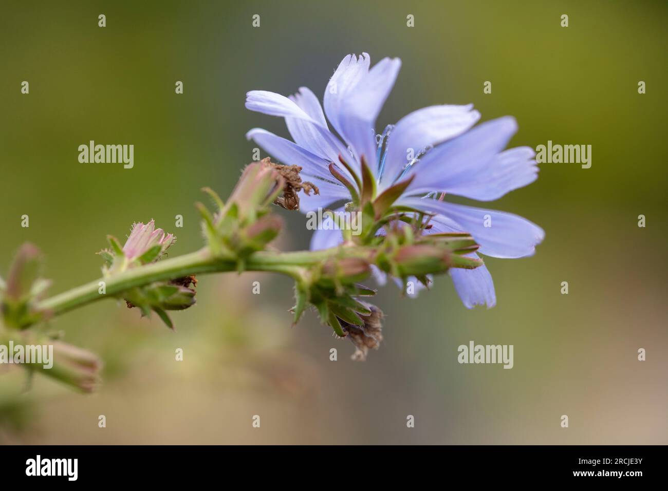 Delightful Chicory 'Chiavari' flower in lovely summer sunshine. natural ...