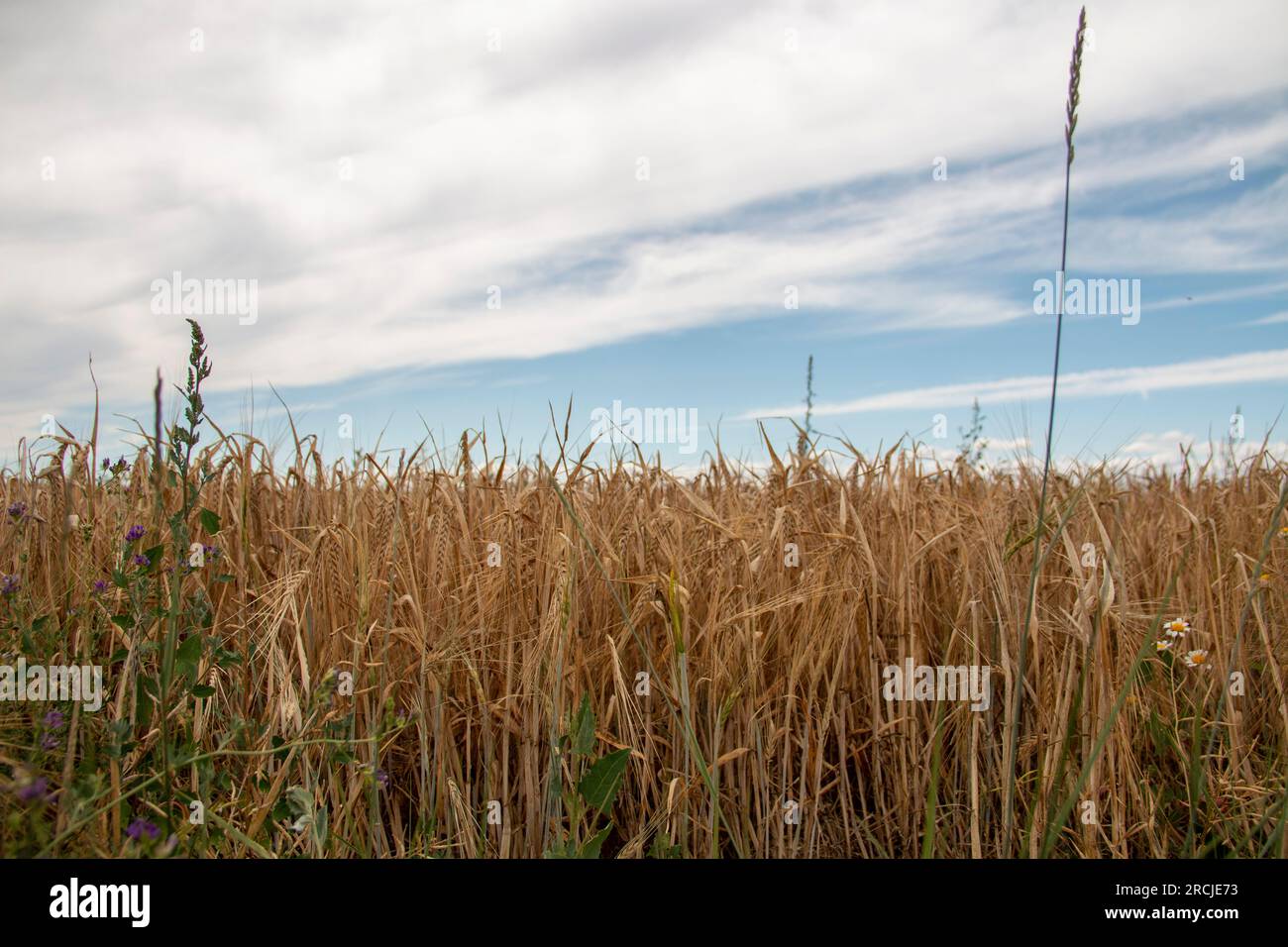 Yellow wheat fields, in Castilla y León, ready to harvest. You can see ...