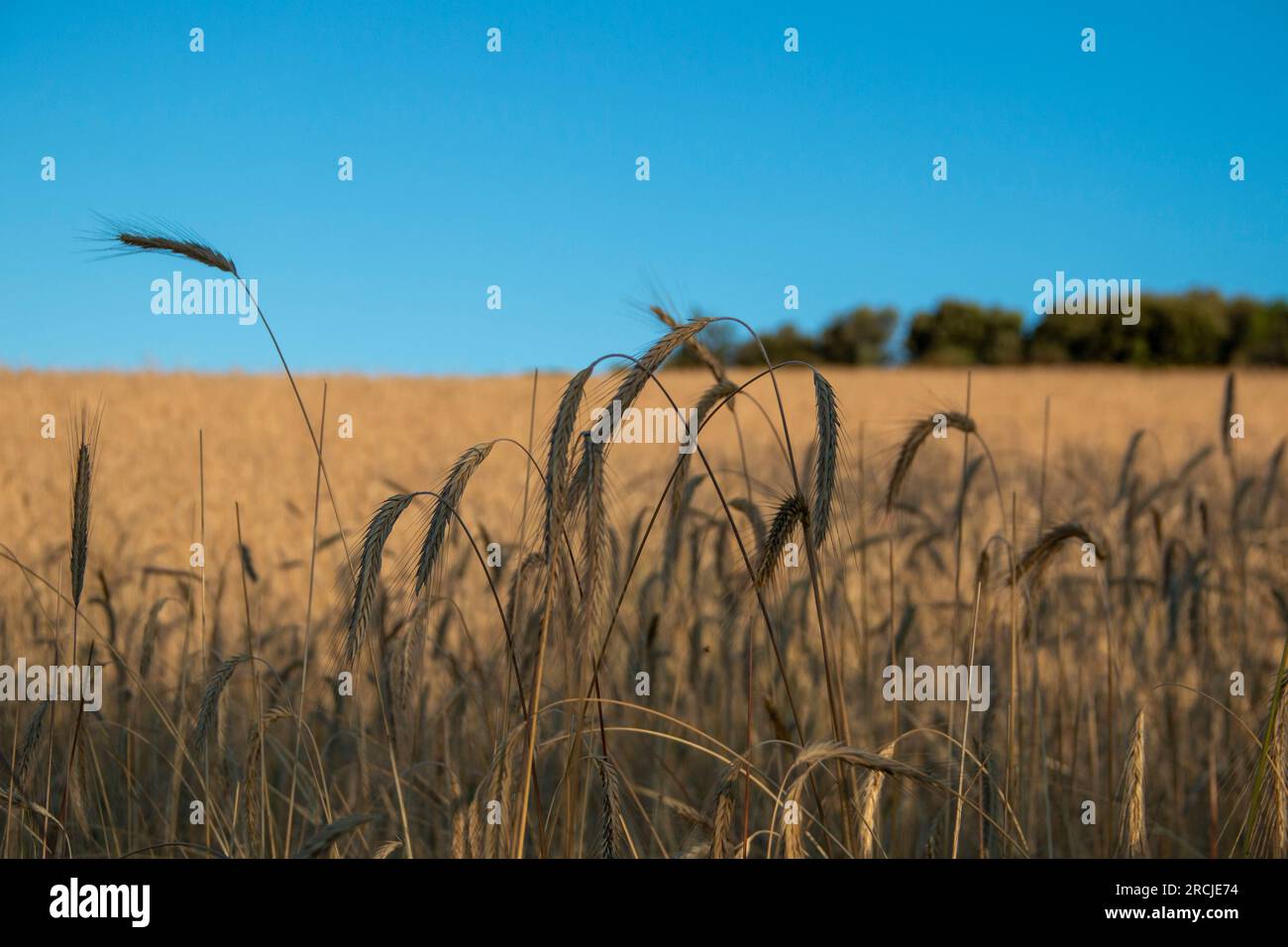 Yellow wheat fields, in Castilla y León, ready to harvest. You can see ...