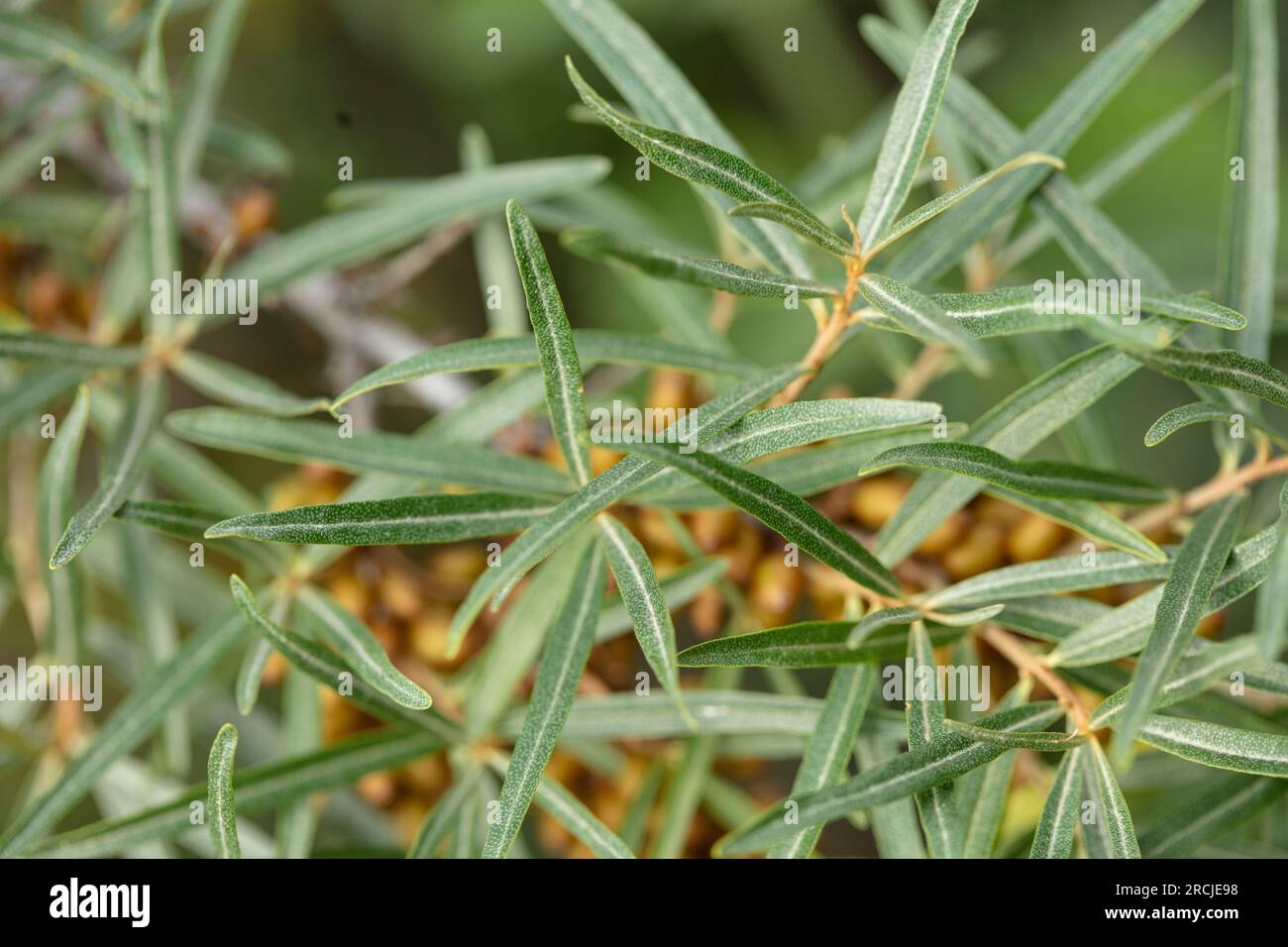 Natural close up versatile plant portrait of Hippophae Rhamnoides, Sea ...