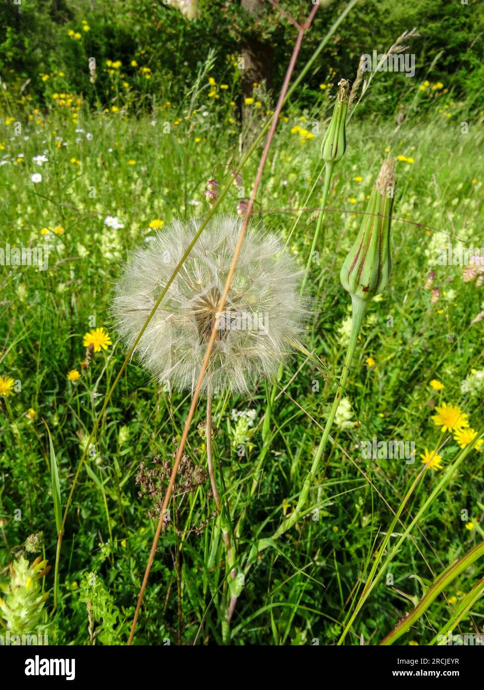 Poster ready high resolution super close up, macro, nature image of ...