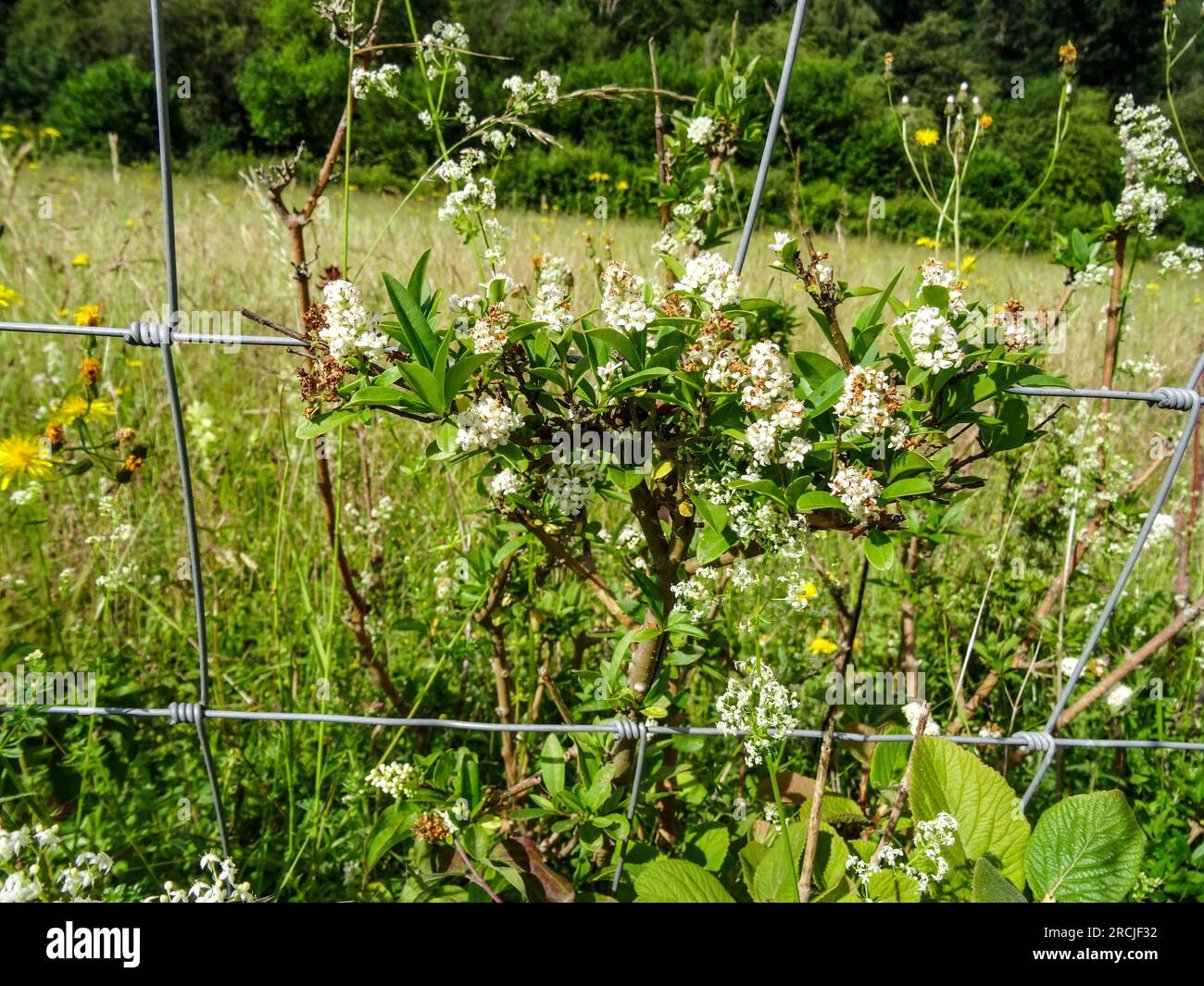 Natural close up intimate landscape of Hawthorne flowers growing ...