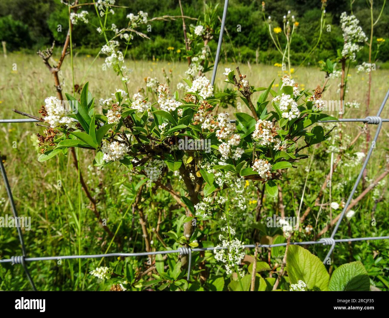 Natural close up intimate landscape of Hawthorne flowers growing ...