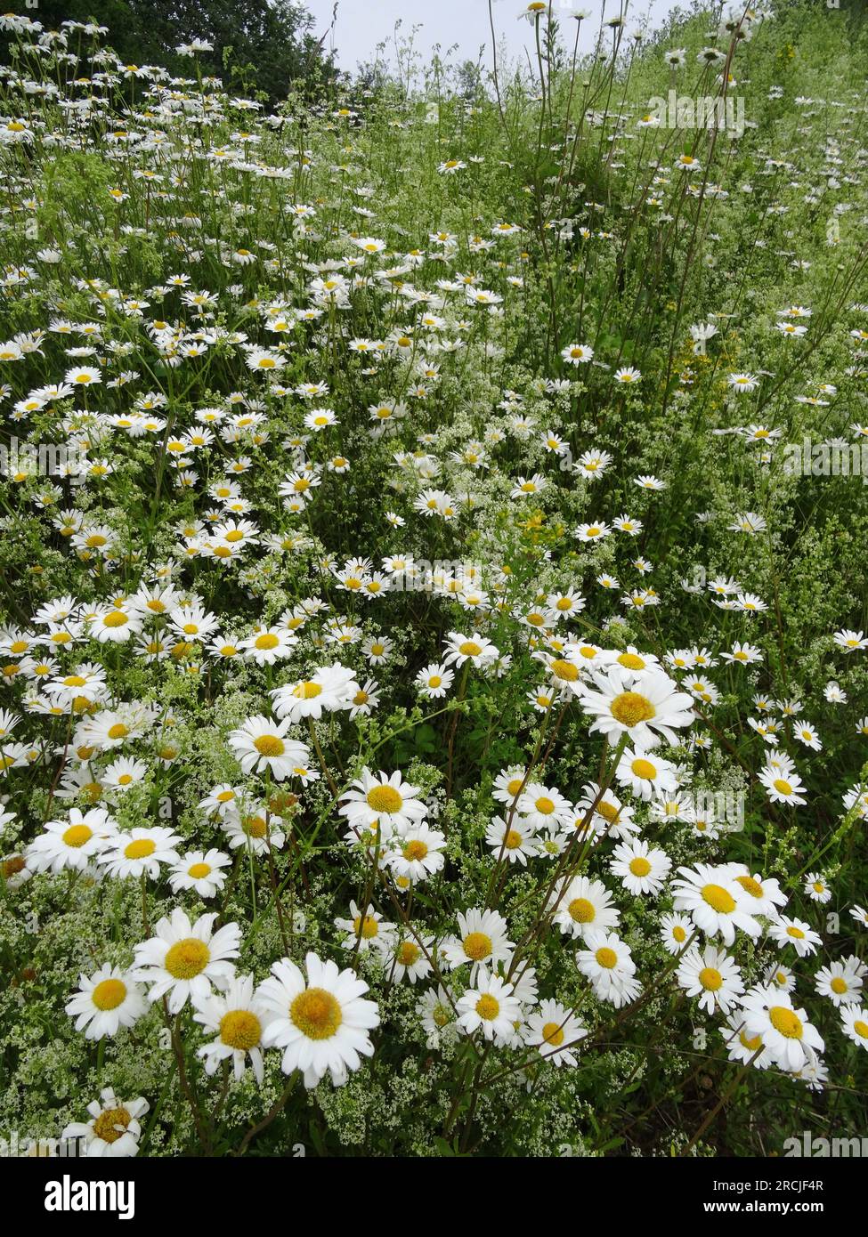 Natural semi close up environmental plant portrait showing intimate ...
