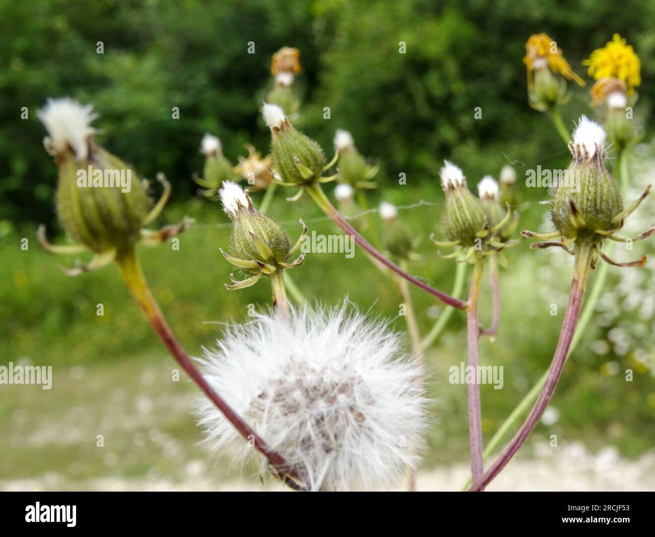 Natural semi close up environmental plant portrait showing intimate ...