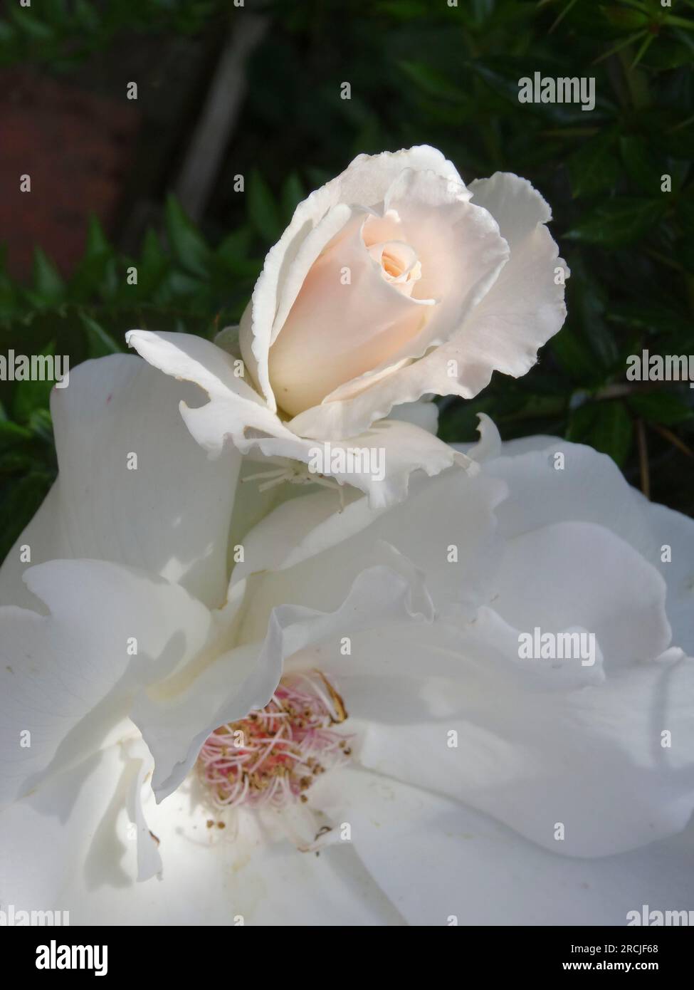Veru close up flowering plant still life of white roses against a ...