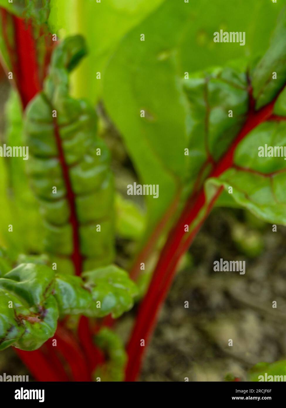 Natural close up food / vegetable portrait of Swiss Chard leaf Stock ...