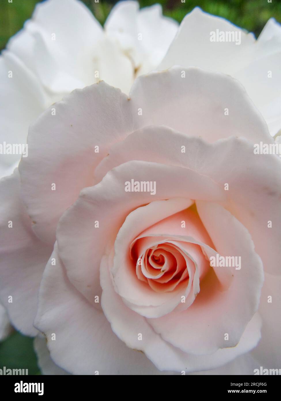 Veru close up flowering plant still life of white roses against a ...