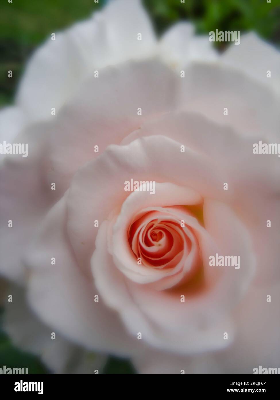 Veru close up flowering plant still life of white roses against a ...