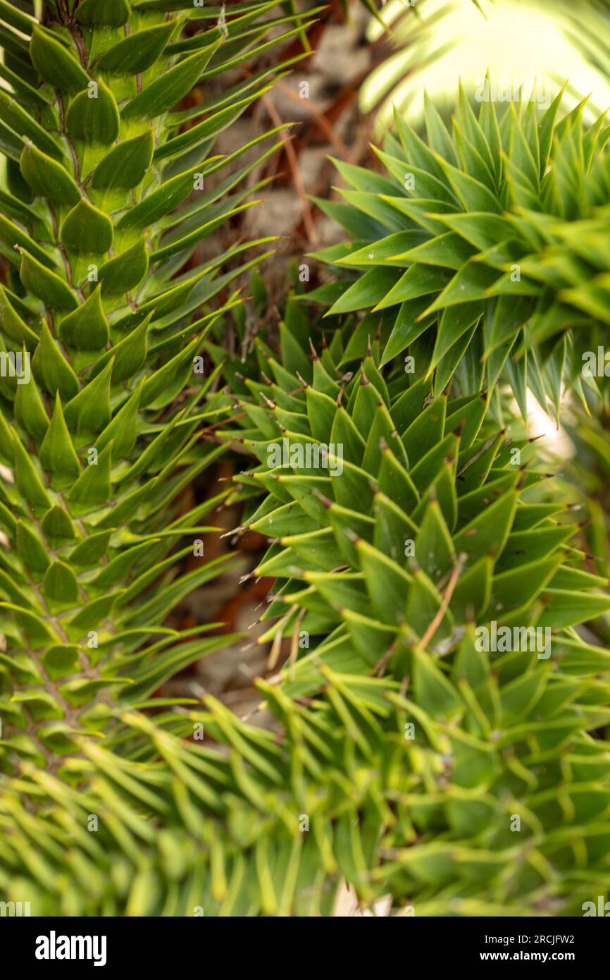 Natural very close up plant portrait of the ever popular verdant ...