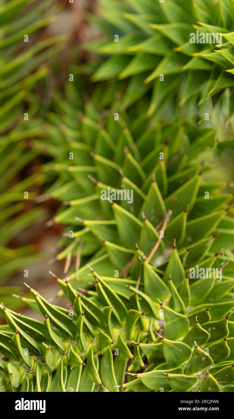 Natural very close up plant portrait of the ever popular verdant ...