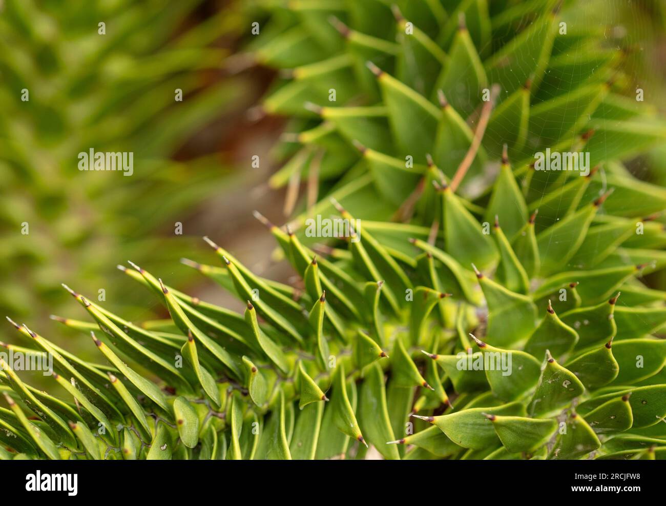Natural very close up plant portrait of the ever popular verdant ...