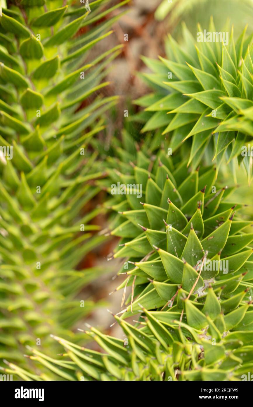 Natural very close up plant portrait of the ever popular verdant ...