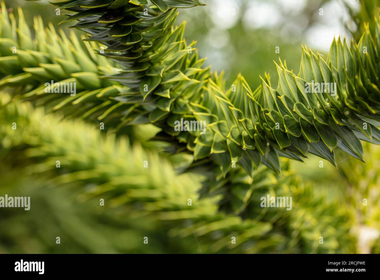 Natural very close up plant portrait of the ever popular verdant ...