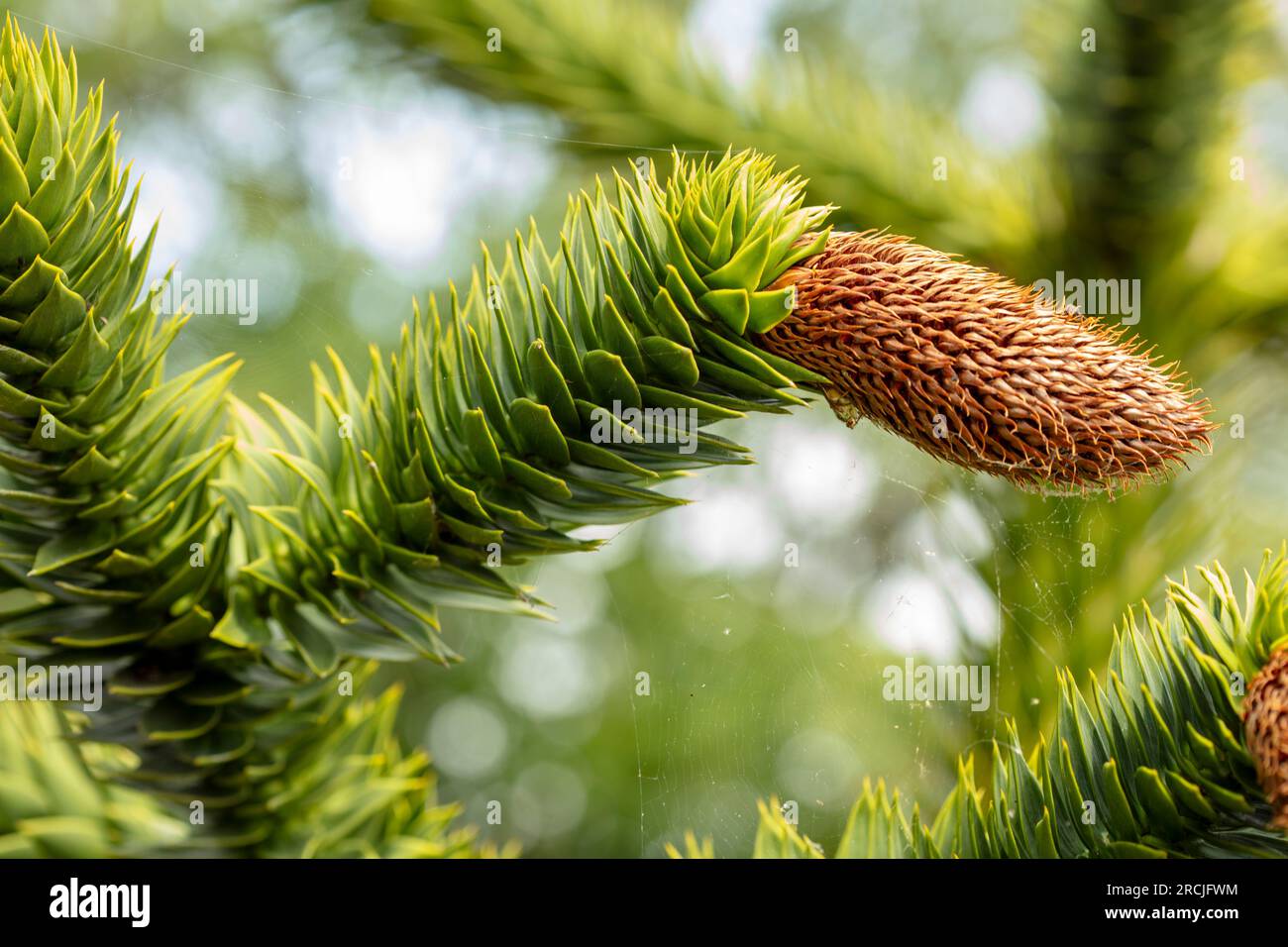 Natural very close up plant portrait of the ever popular verdant ...