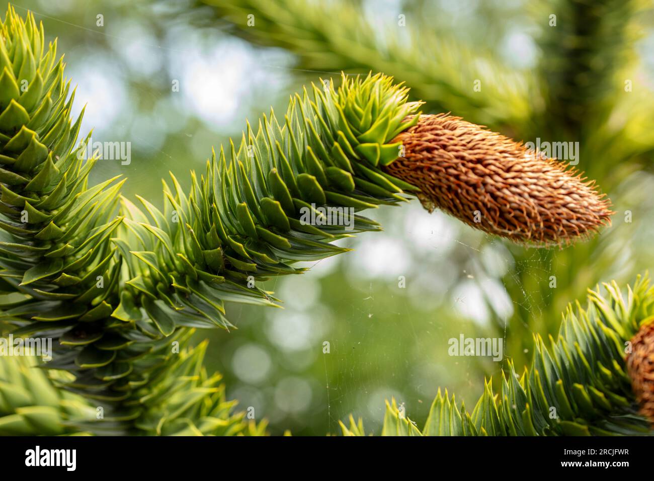 Natural very close up plant portrait of the ever popular verdant ...