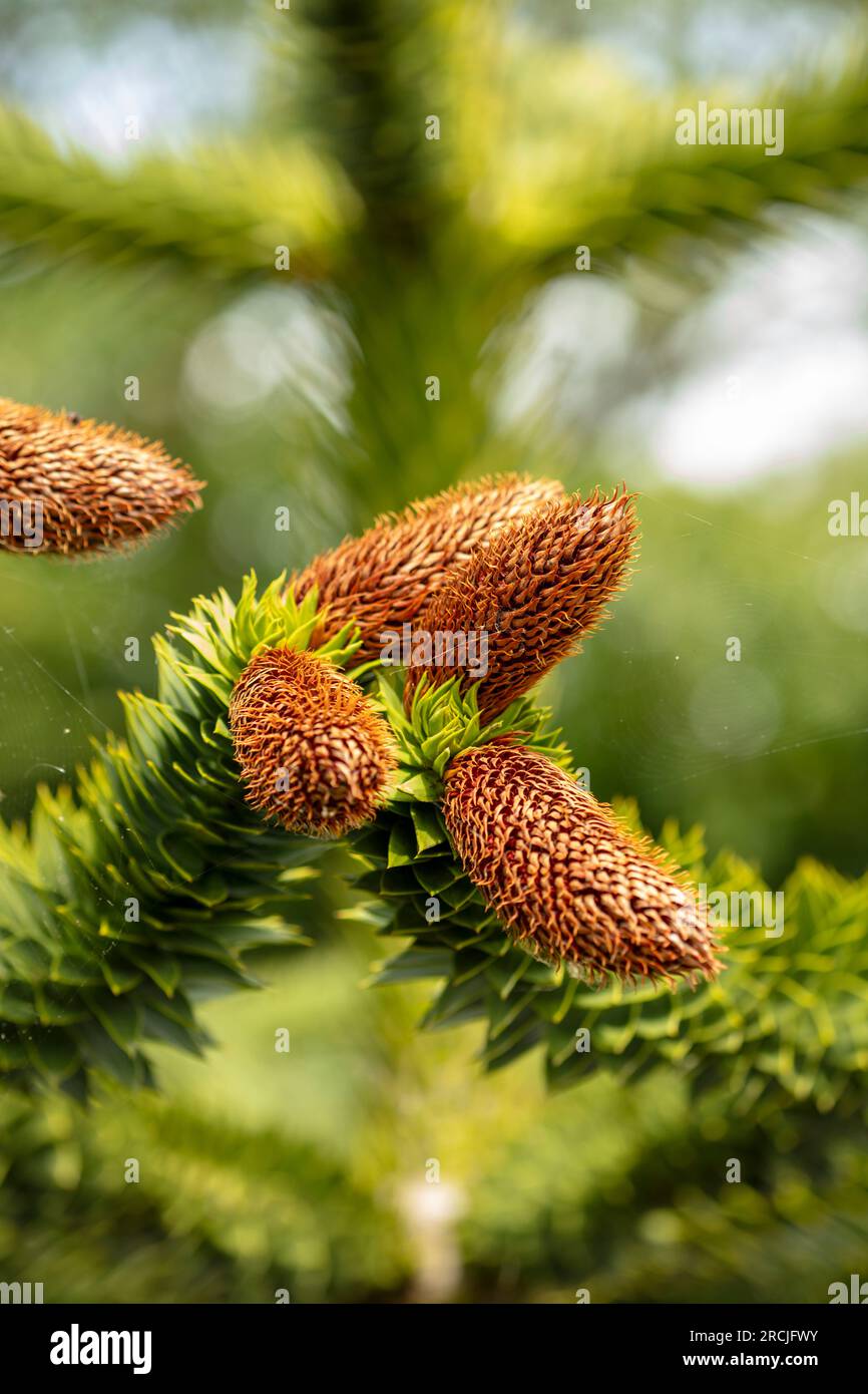 Natural very close up plant portrait of the ever popular verdant ...