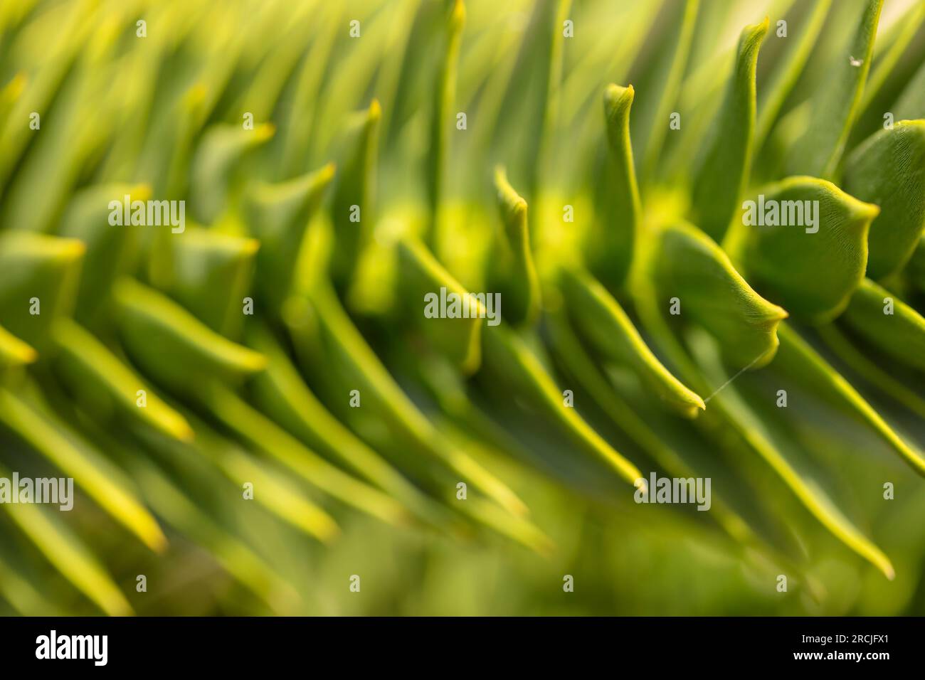 Natural very close up plant portrait of the ever popular verdant ...