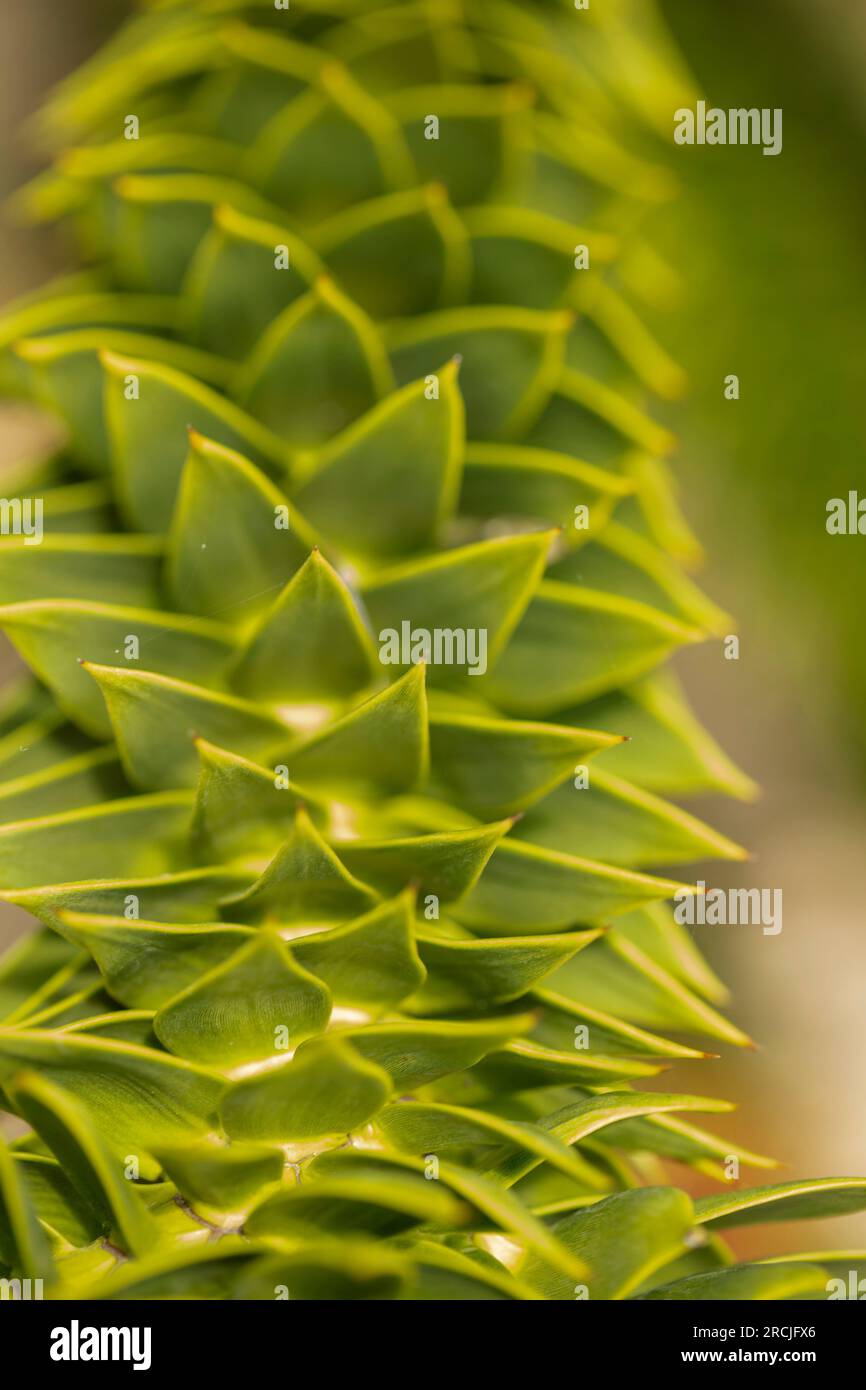 Natural very close up plant portrait of the ever popular verdant ...