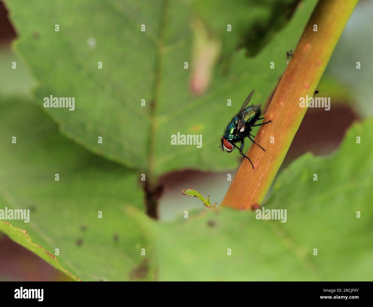 Fly walking down a thin stem of a tree Stock Photo - Alamy