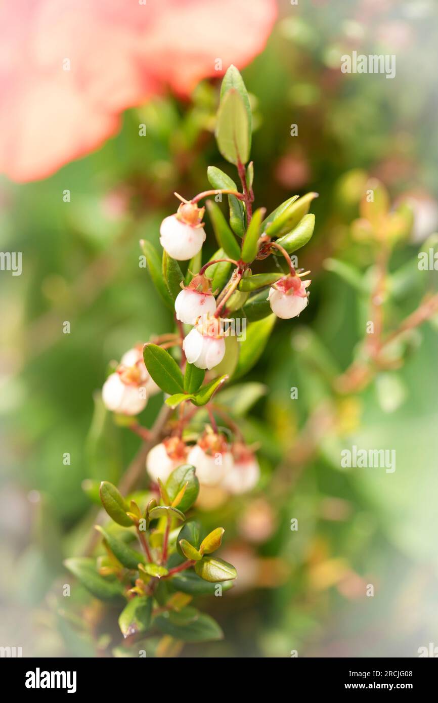 Petite Chilean Guava 'Villarica Strawberry’, fruiting in lovely summer ...
