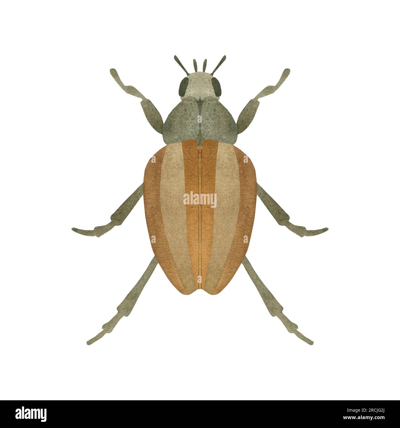 Cute brown beetle for any design. Watercolor illustration, isolate on a ...