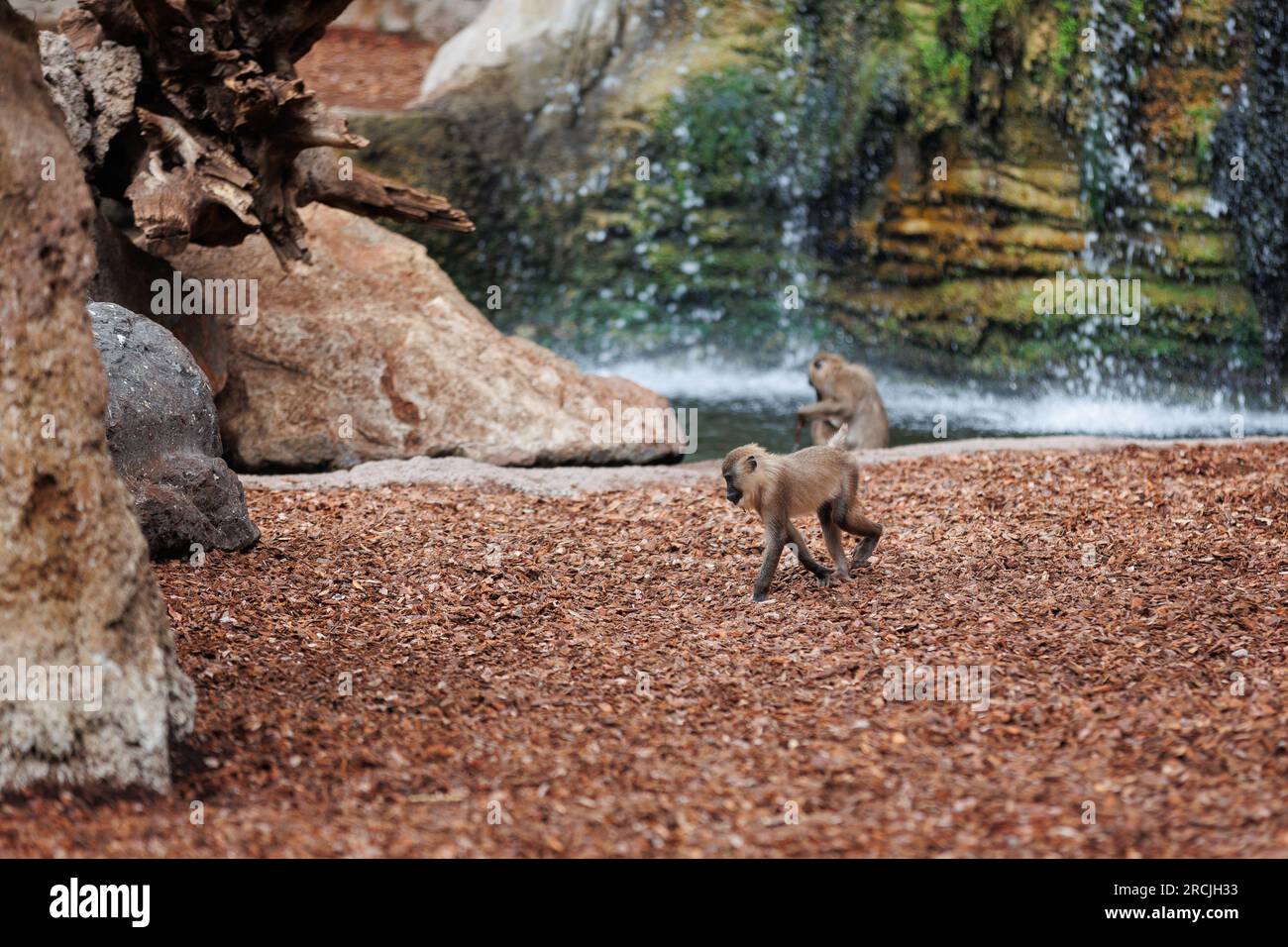 Family primates in natural hi-res stock photography and images - Alamy