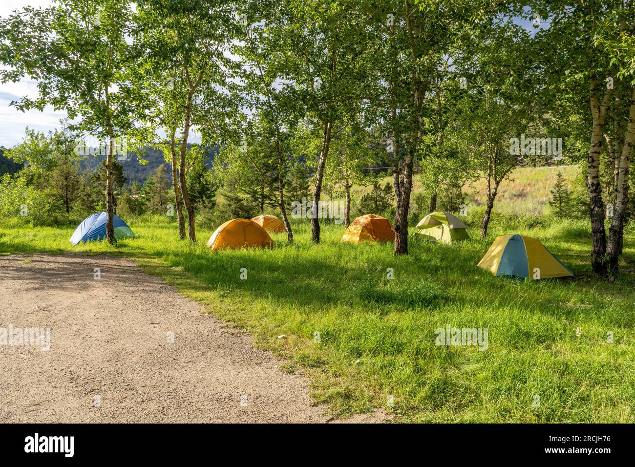 Six dome tents set up in a field of green grass and aspen and pine ...