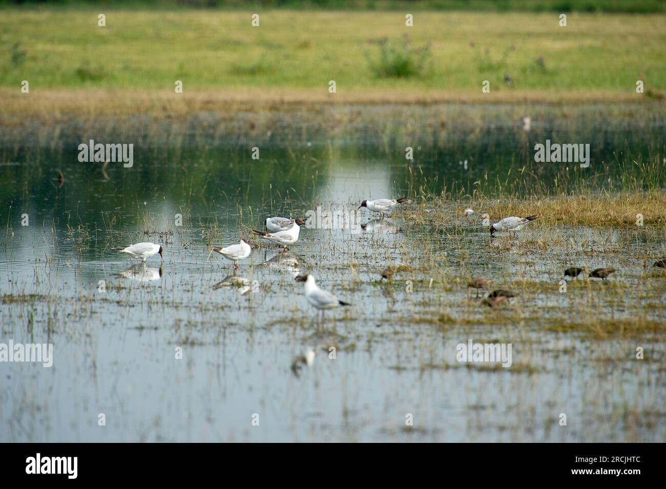 Dorney, Buckinghamshire, UK. 18th June, 2023. Waders feeding in ...
