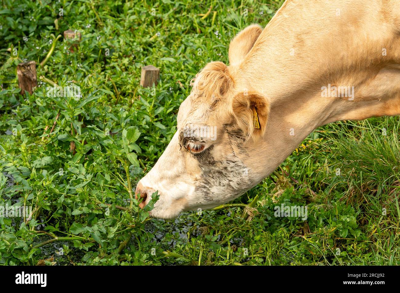 Dorney, Buckinghamshire, UK. 18th June, 2023. A cow feeds from weeds in ...
