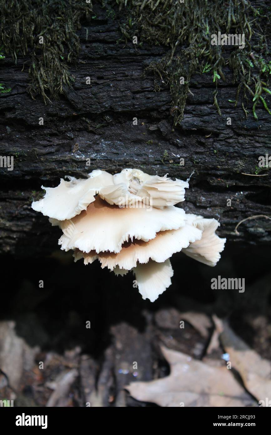 Oyster mushrooms on a rotting log with a little bit of moss in the ...