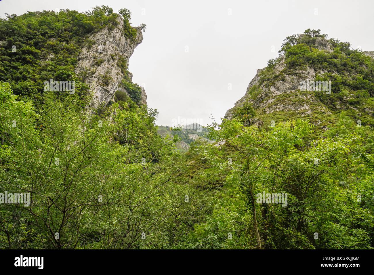 Deciduous forest in spring in the Los Beyos gorge Stock Photo - Alamy